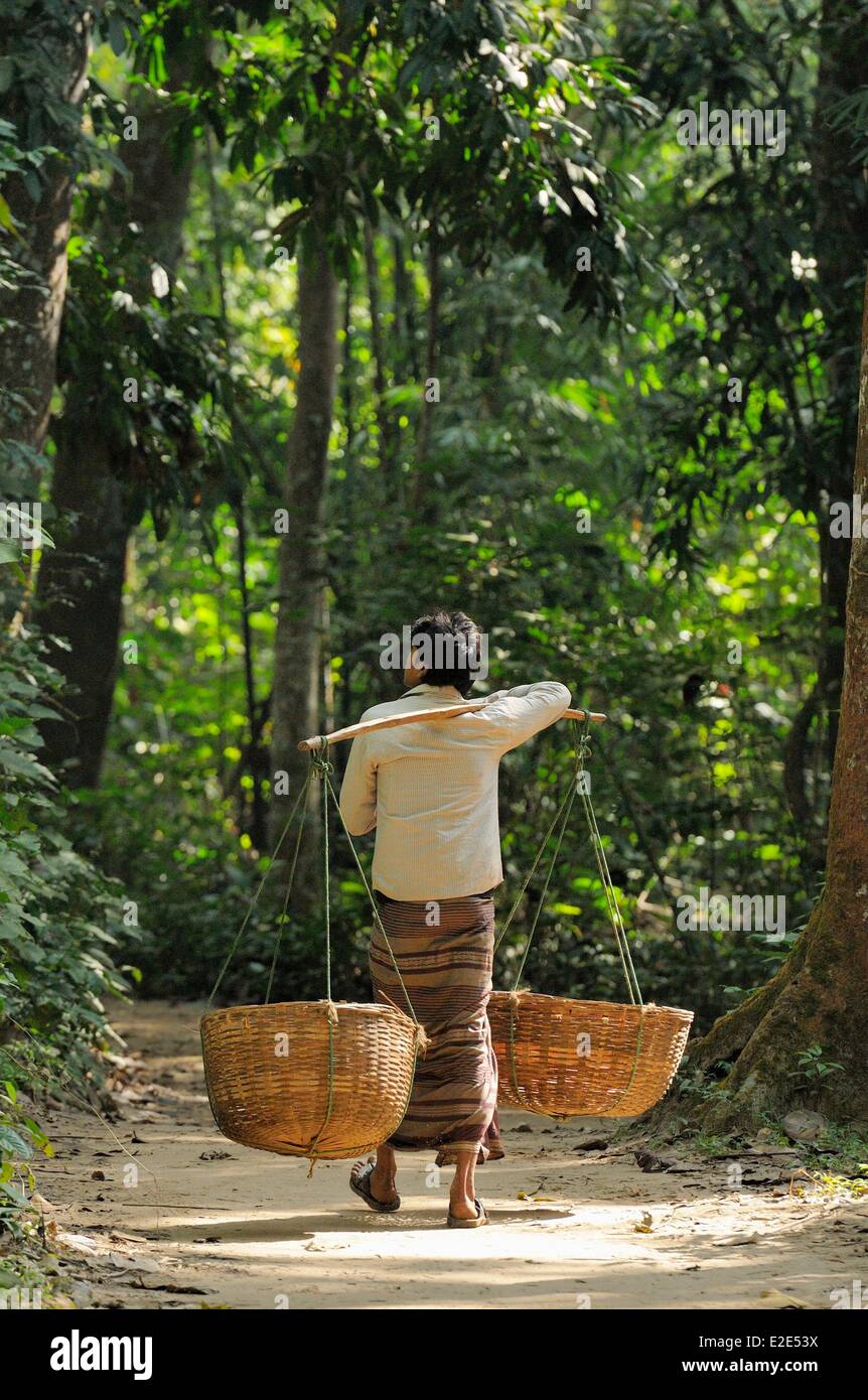 Bangladesh Sreemangal (ou Srimangal ou Srimongol) the tea capital young ...