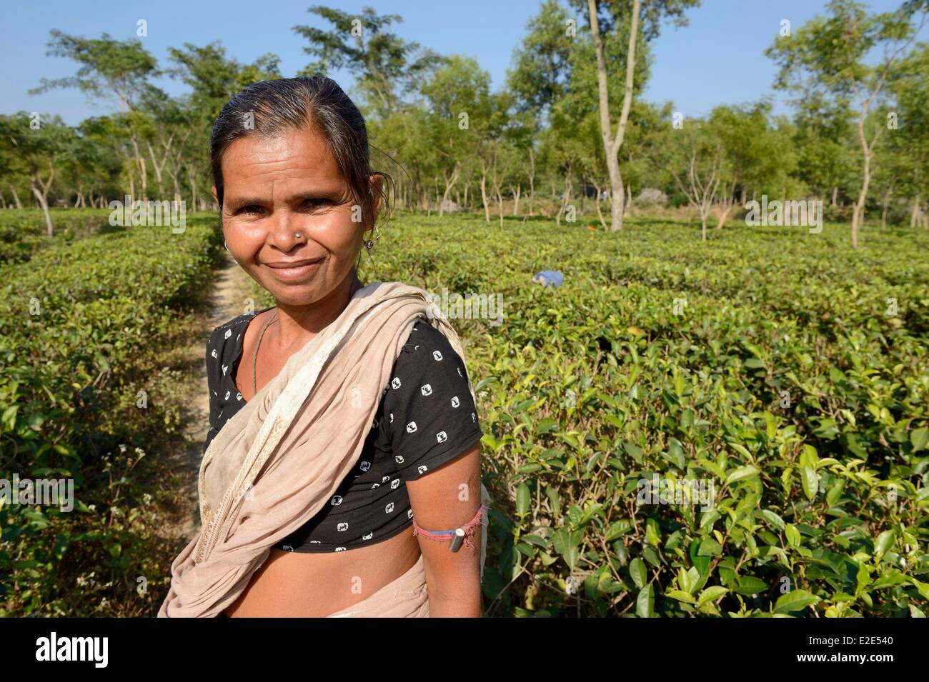 Bangladesh Sreemangal (ou Srimangal ou Srimongol) the tea capital is a ...