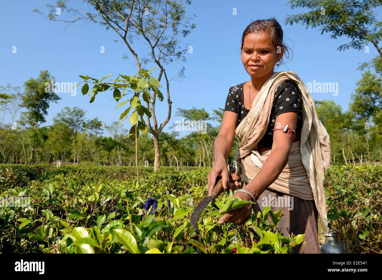 Bangladesh Sreemangal (ou Srimangal ou Srimongol) the tea capital is a ...