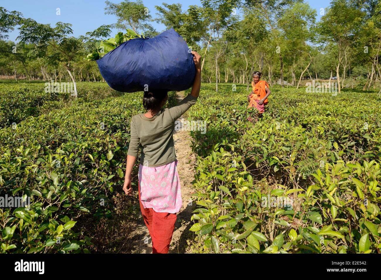 Srimangal is the tea capital of bangladesh hi-res stock photography and ...