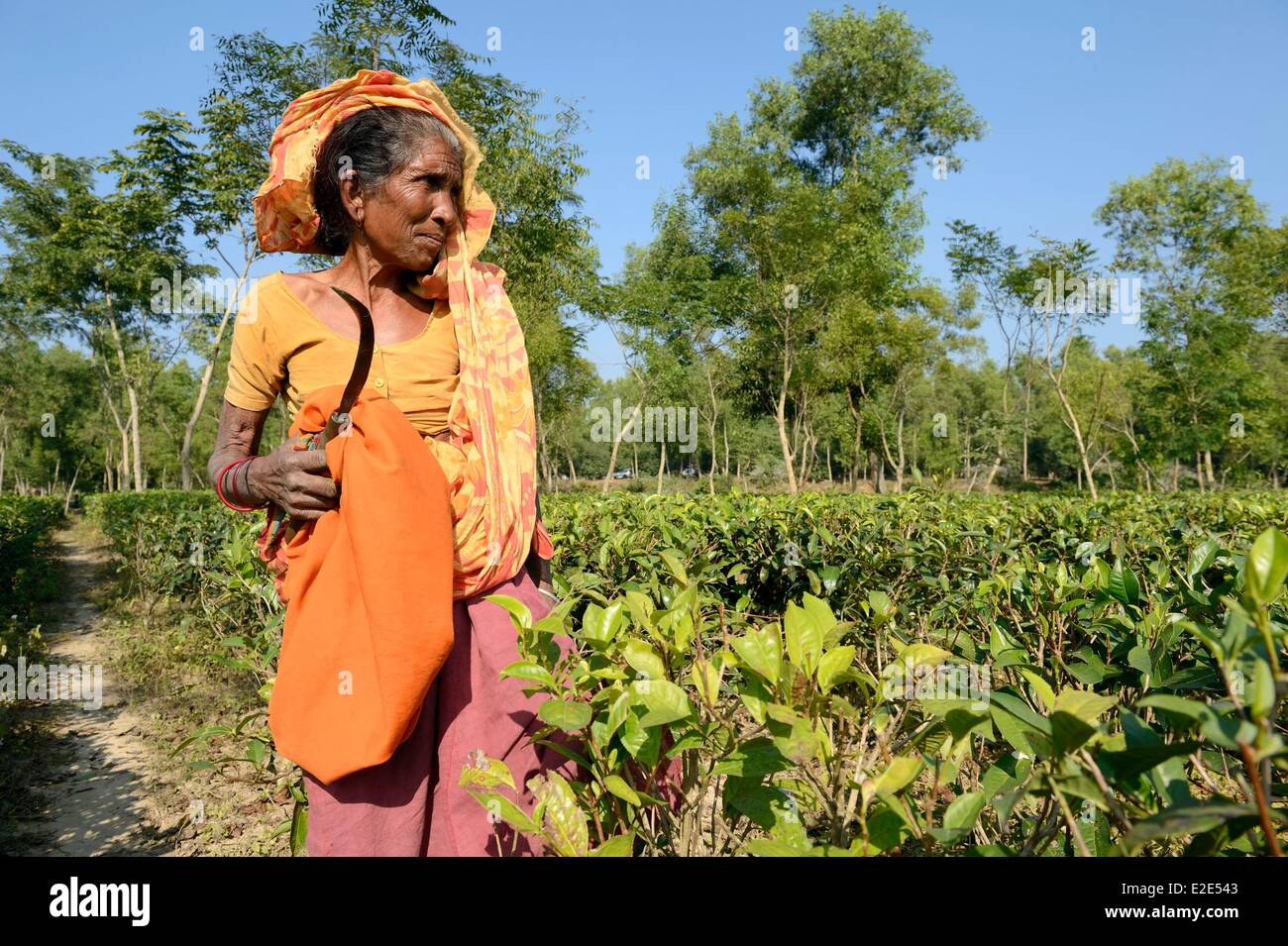 Bangladesh Sreemangal (ou Srimangal ou Srimongol) the tea capital is a ...
