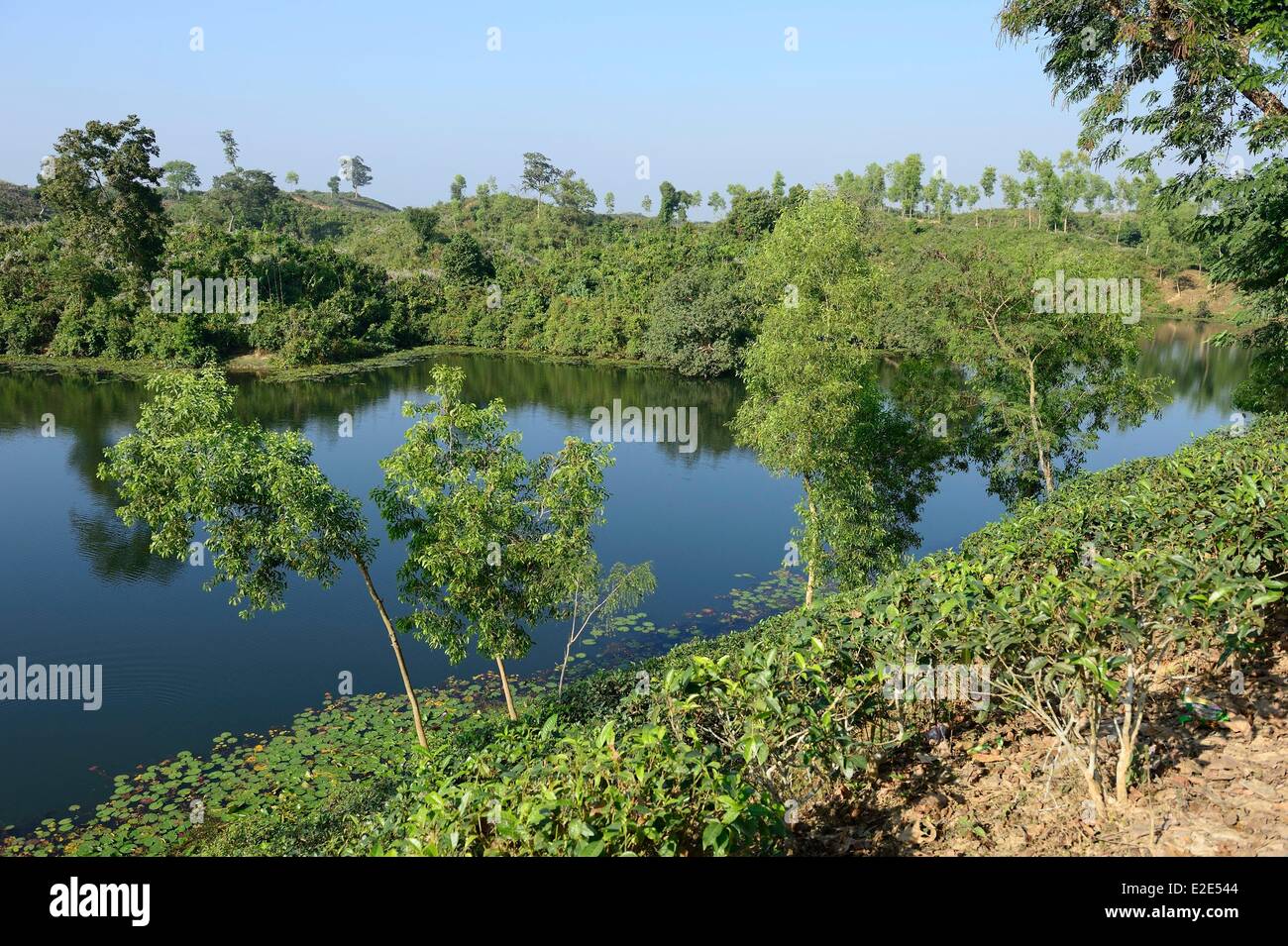 Bangladesh Sreemangal (ou Srimangal ou Srimongol) the tea capital is a ...