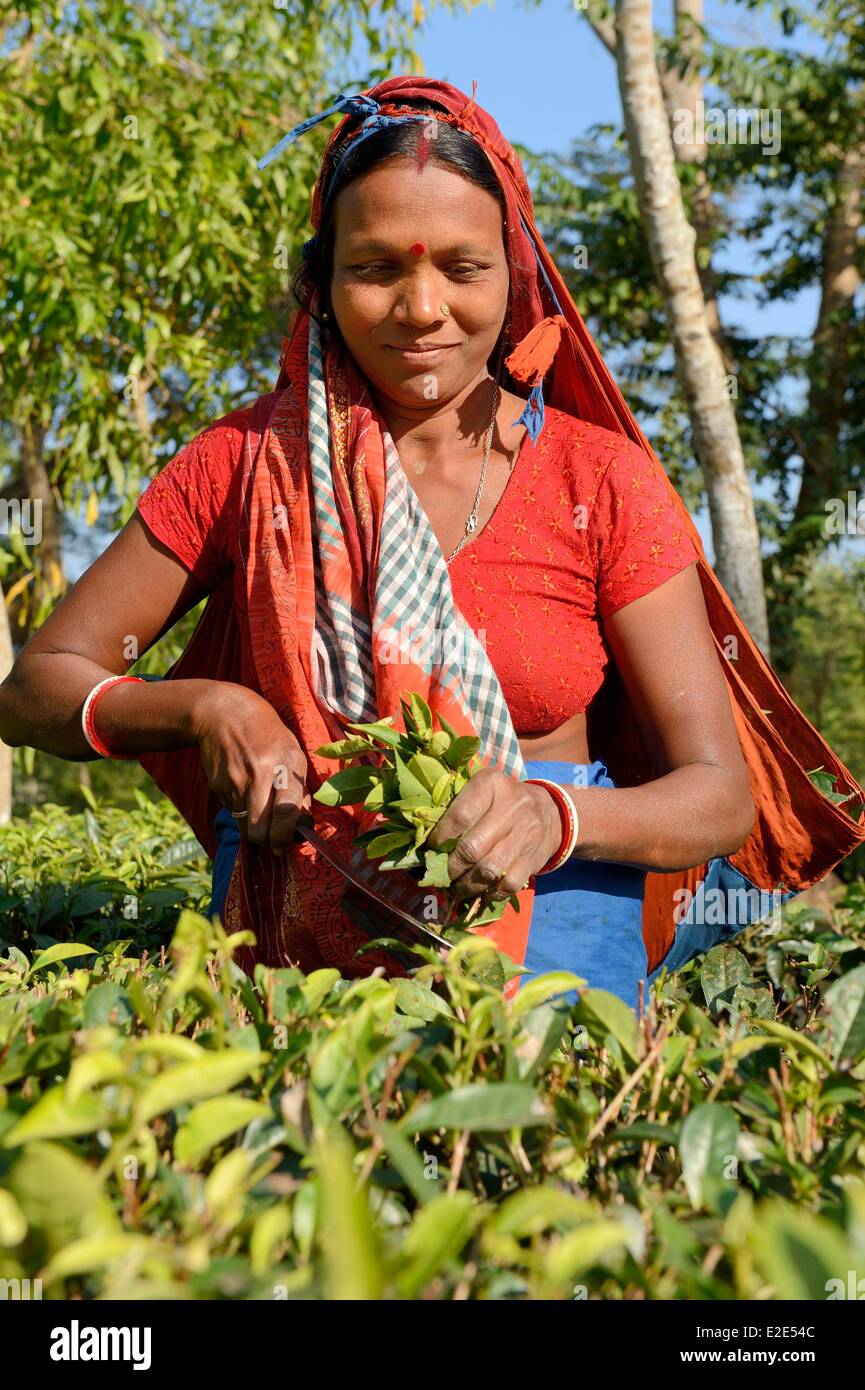 Bangladesh Sreemangal (ou Srimangal ou Srimongol) the tea capital is a ...