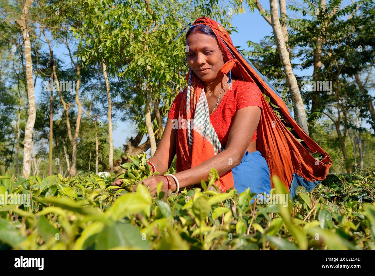 Bangladesh Sreemangal (ou Srimangal ou Srimongol) the tea capital is a ...