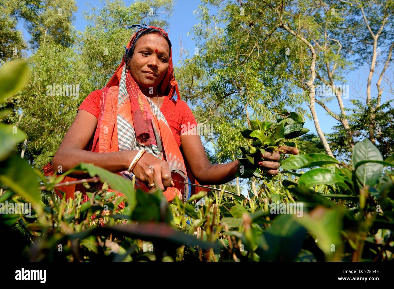 Bangladesh Sreemangal (ou Srimangal ou Srimongol) the tea capital is a ...