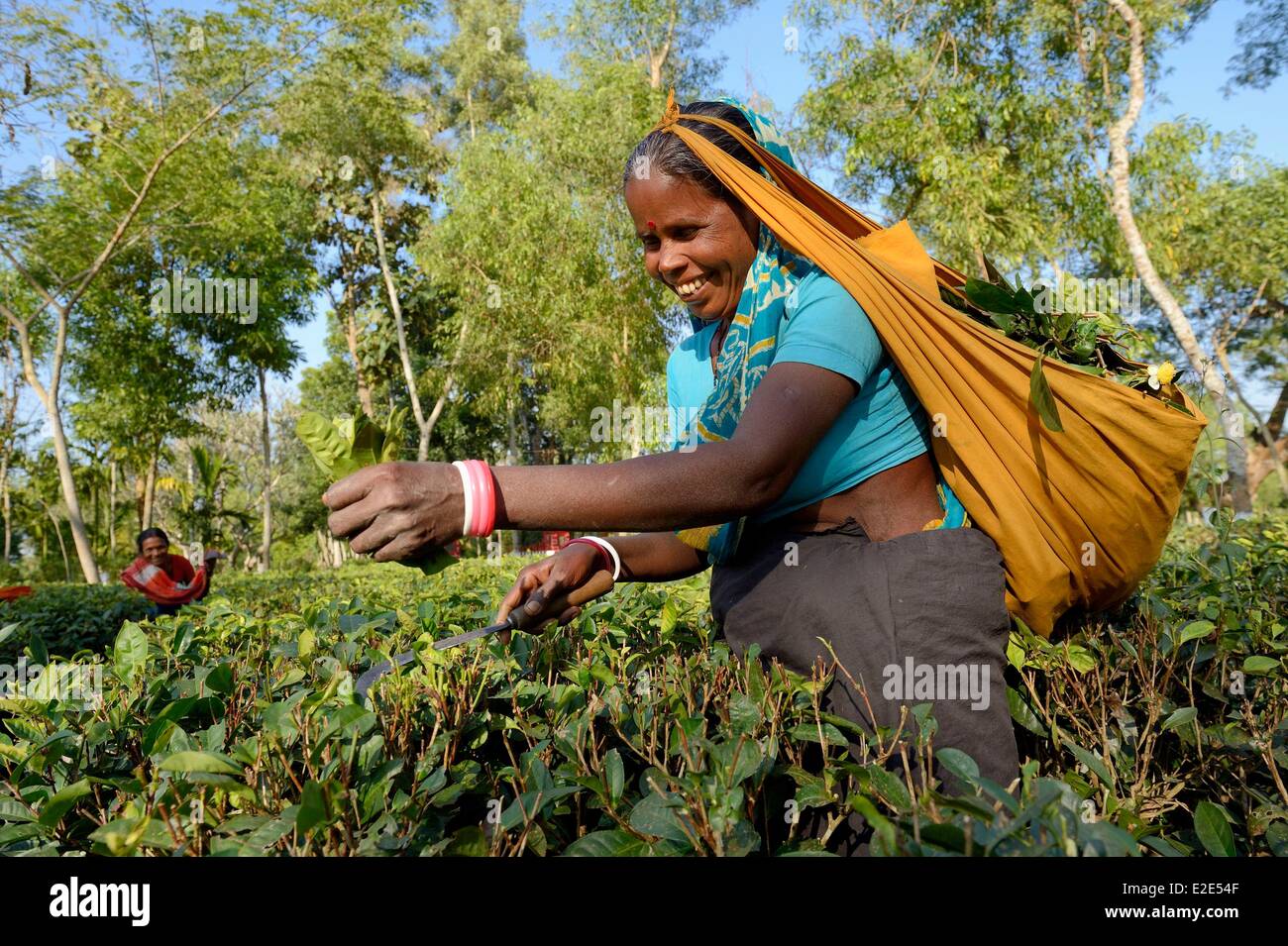 Bangladesh Sreemangal (ou Srimangal ou Srimongol) the tea capital is a ...