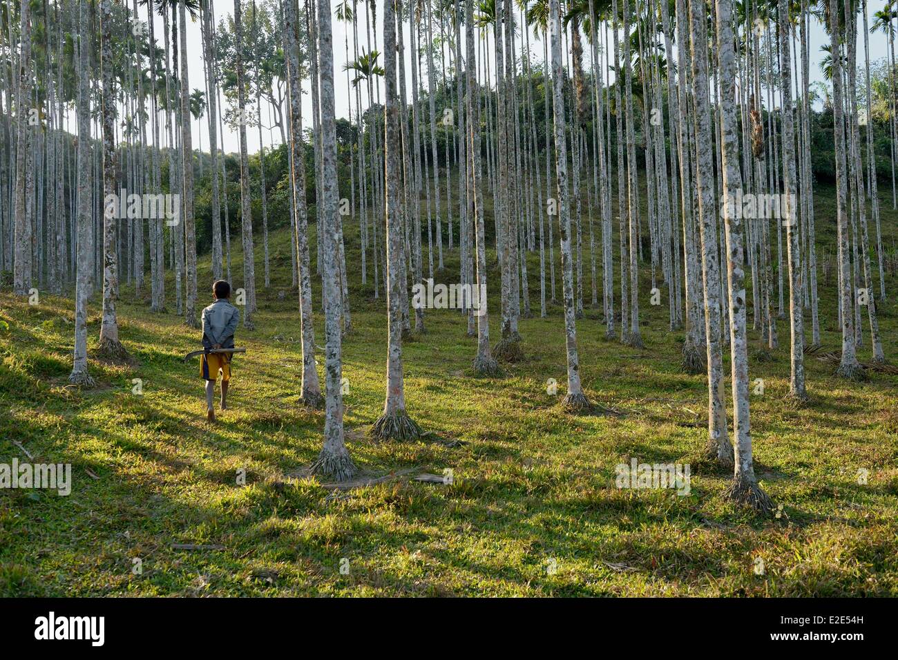 Bangladesh, Sreemangal (ou Srimangal ou Srimongol), the tea capital, is ...