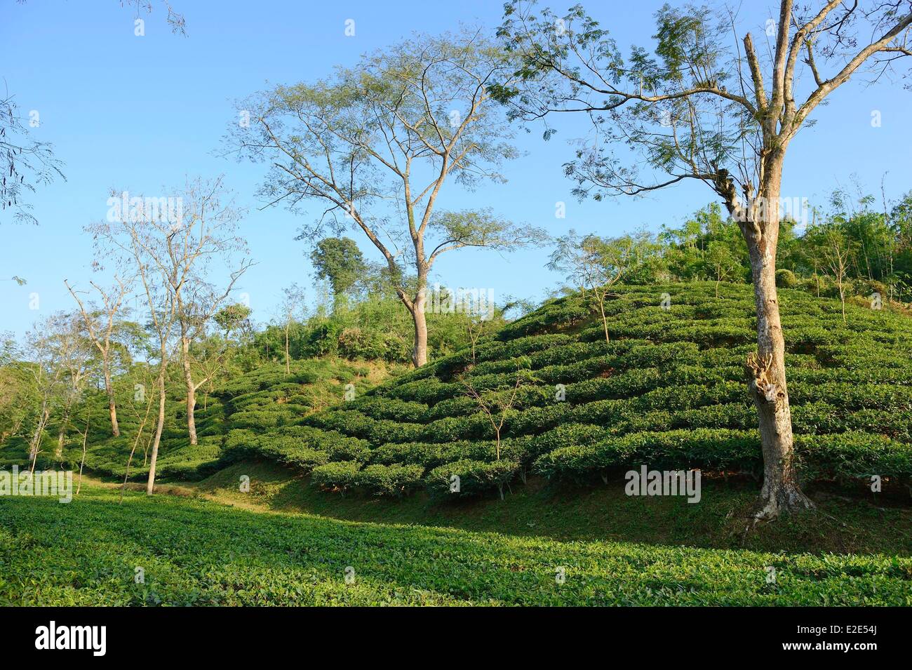 Bangladesh, Sreemangal (ou Srimangal ou Srimongol), the tea capital, is ...