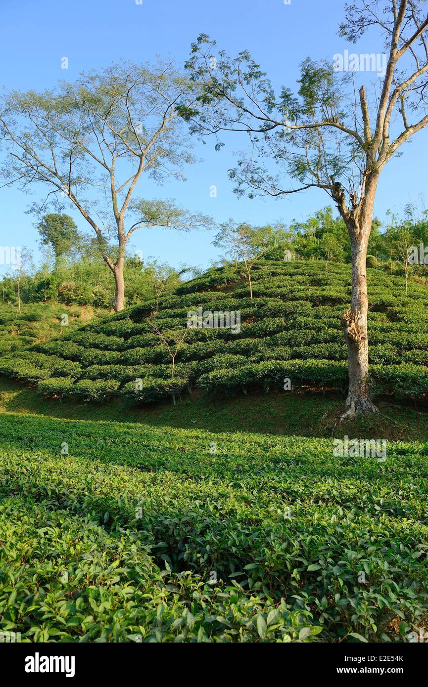 Bangladesh, Sreemangal (ou Srimangal ou Srimongol), the tea capital, is ...