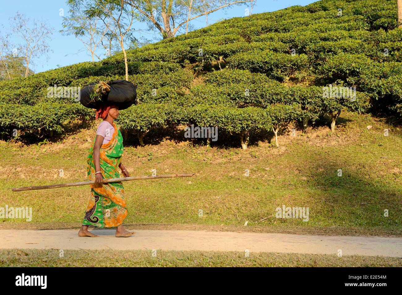 Bangladesh, Sreemangal (ou Srimangal ou Srimongol), the tea capital, is ...
