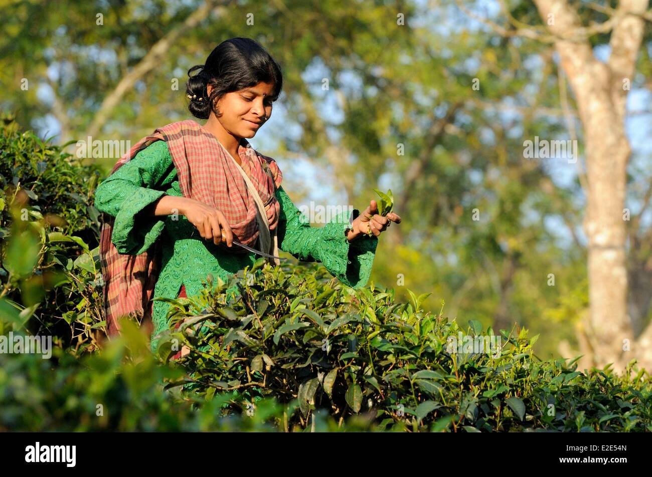 Bangladesh, Sreemangal (ou Srimangal ou Srimongol), the tea capital, is ...