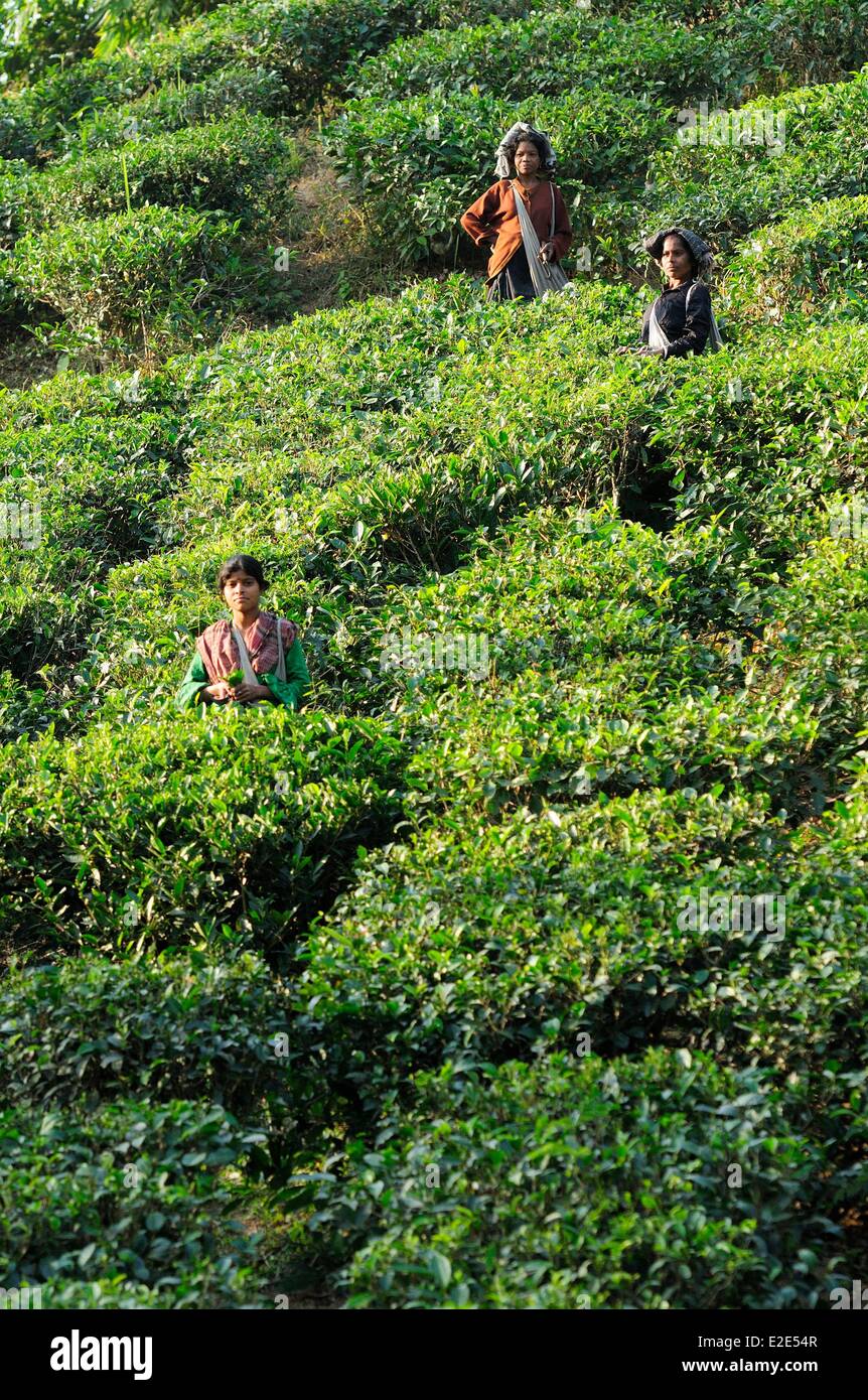 Bangladesh, Sreemangal (ou Srimangal ou Srimongol), the tea capital, is ...