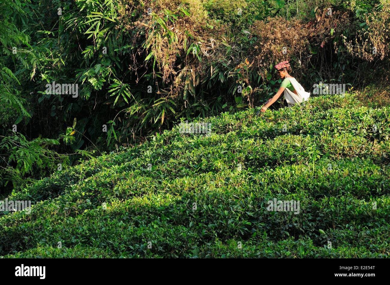 Bangladesh, Sreemangal (ou Srimangal ou Srimongol), the tea capital, is ...