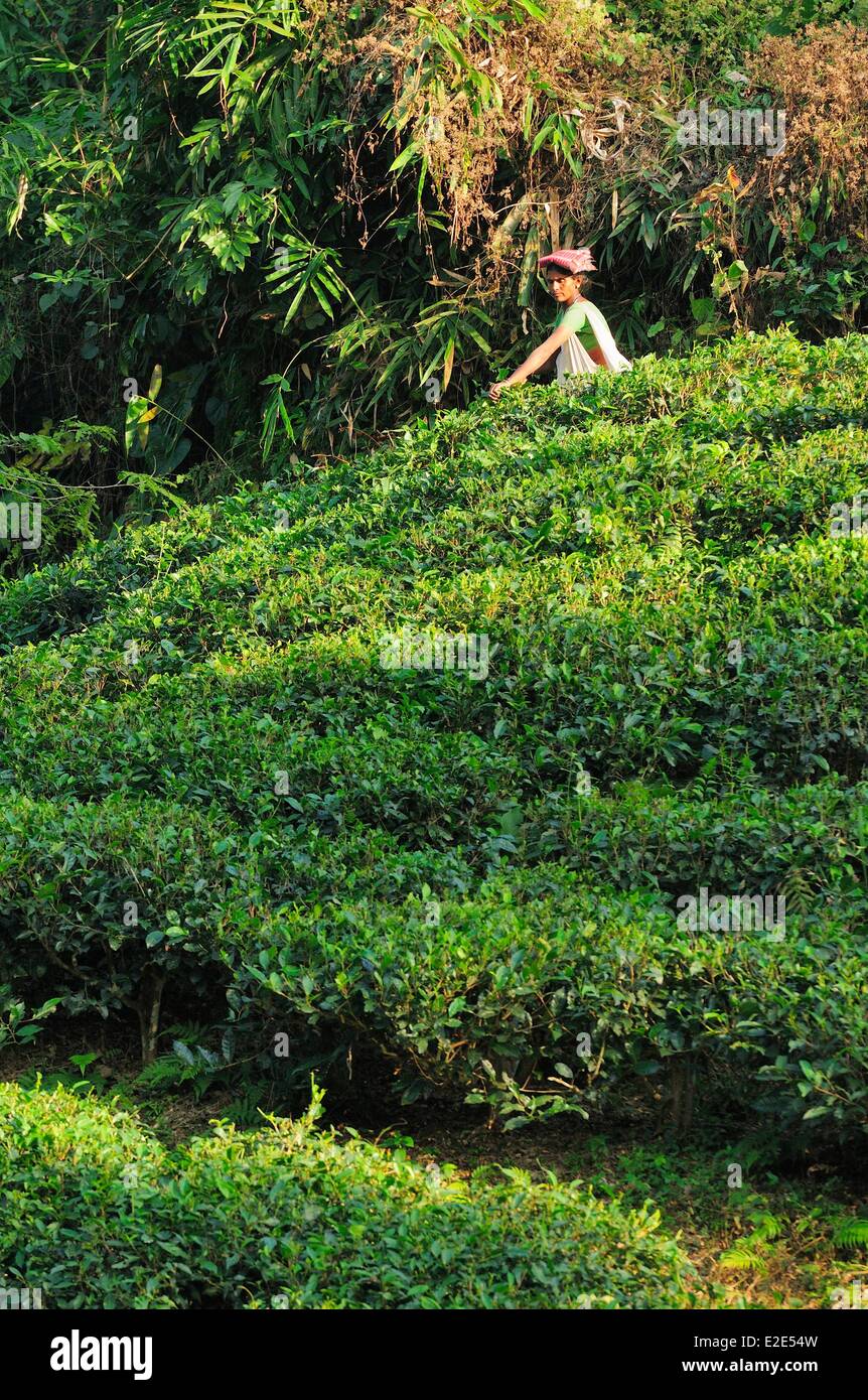 Bangladesh, Sreemangal (ou Srimangal ou Srimongol), the tea capital, is ...