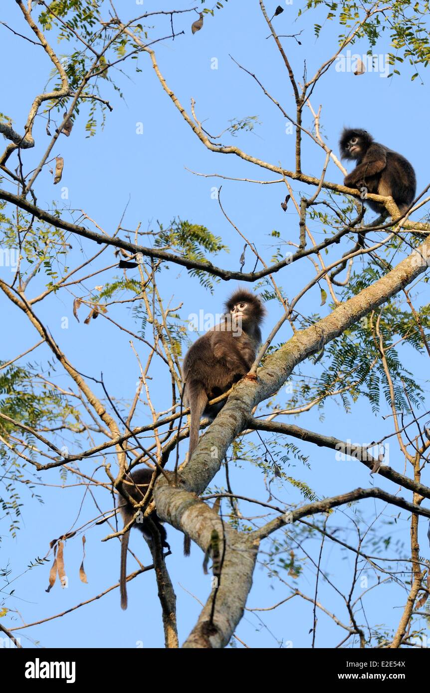 Bangladesh, Sreemangal (ou Srimangal ou Srimongol), the tea capital, is ...