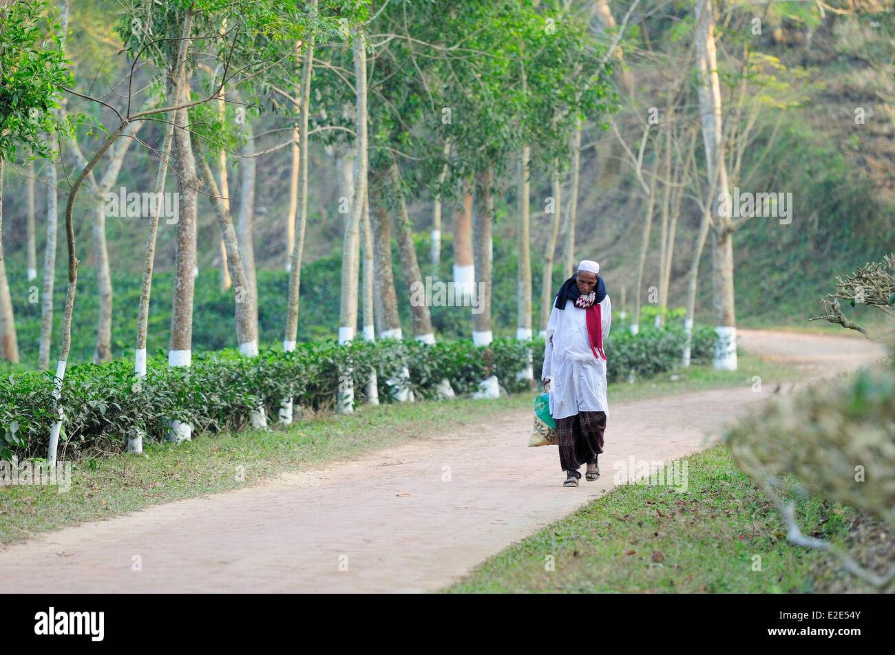 Bangladesh, Sreemangal (ou Srimangal ou Srimongol), the tea capital, is ...