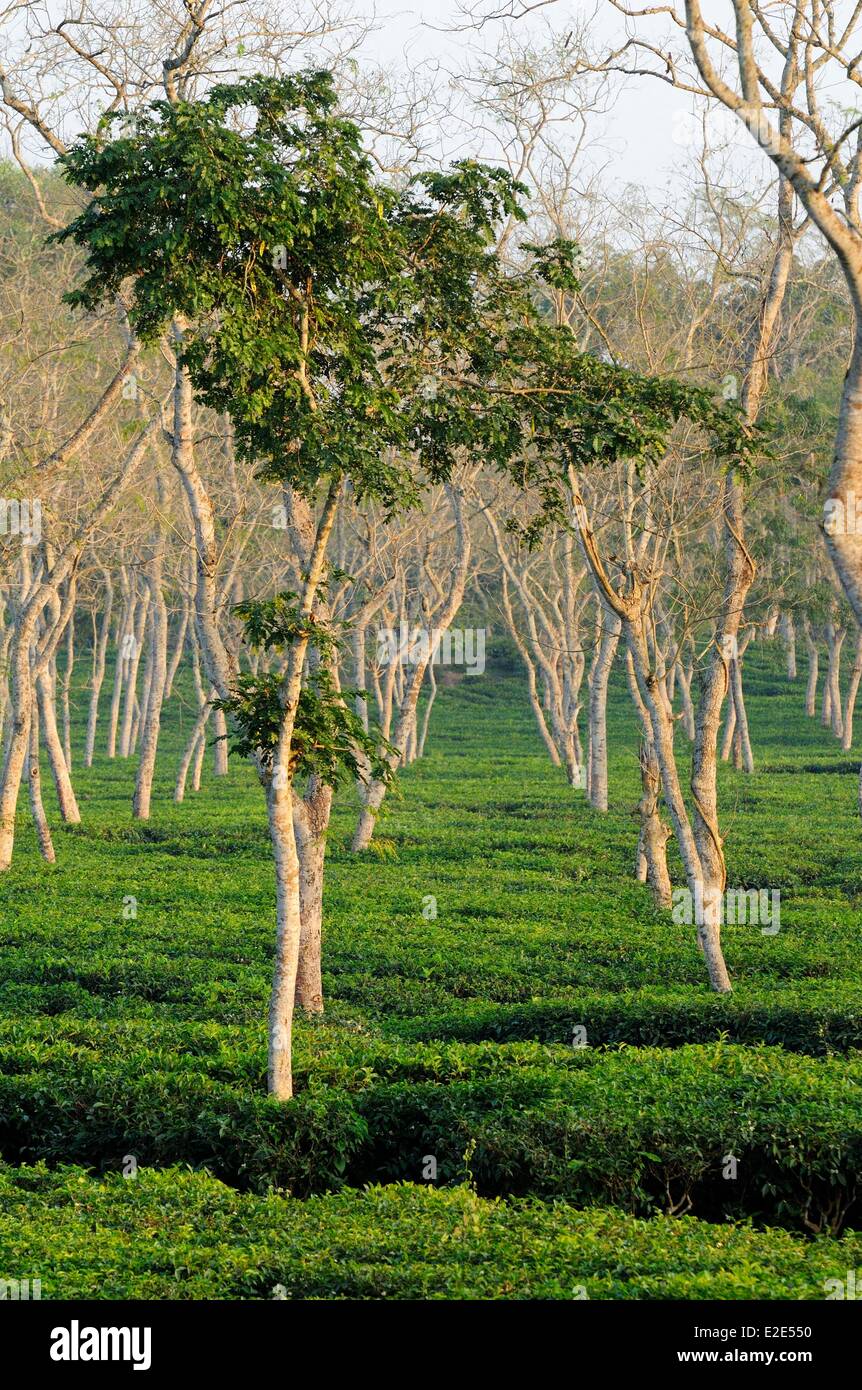Bangladesh, Sreemangal (ou Srimangal ou Srimongol), the tea capital, is ...