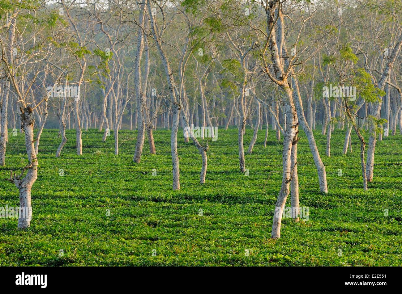 Bangladesh, Sreemangal (ou Srimangal ou Srimongol), the tea capital, is ...