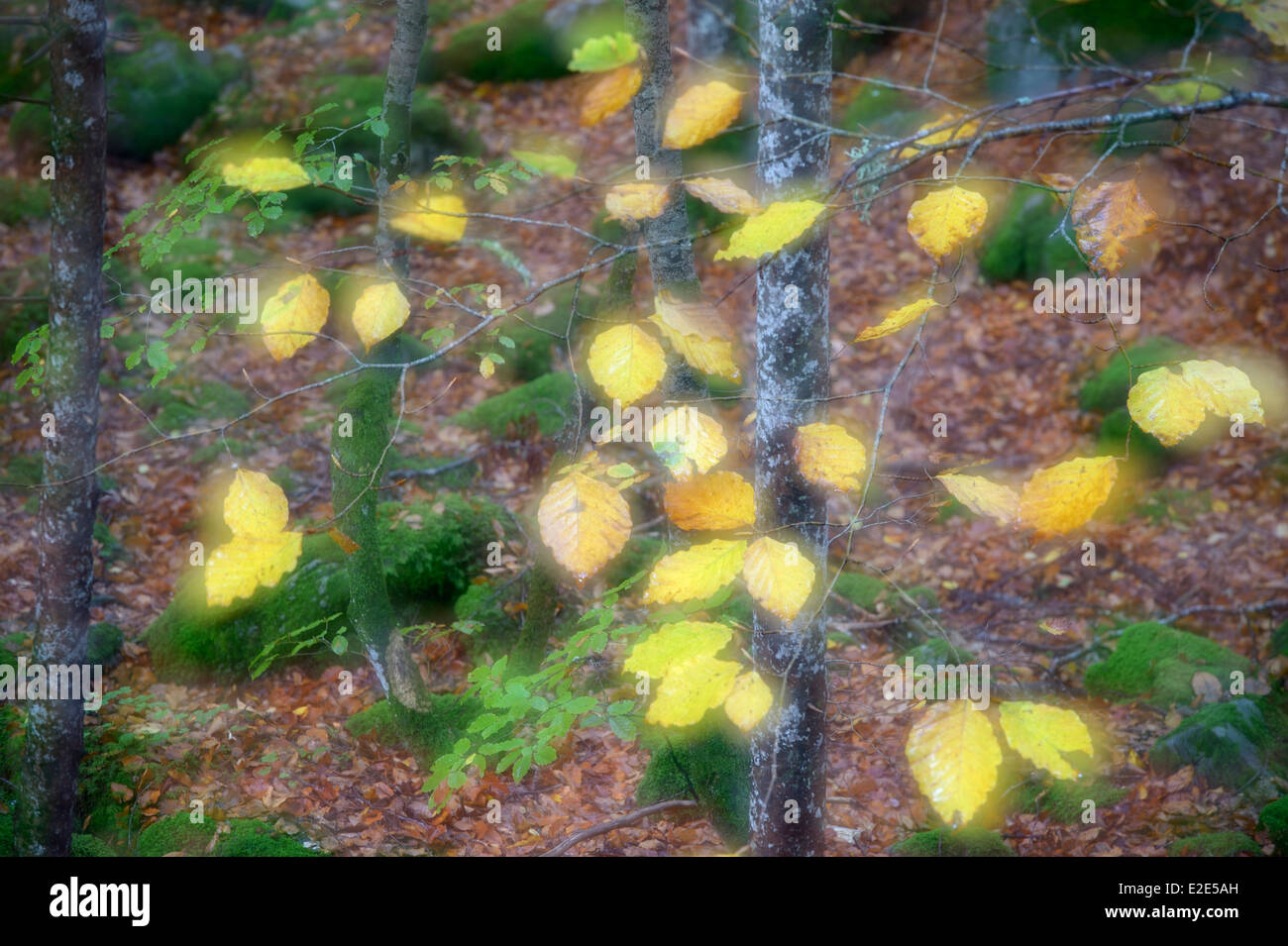 Leaves with autumn colors in forest and double exposure Stock Photo - Alamy