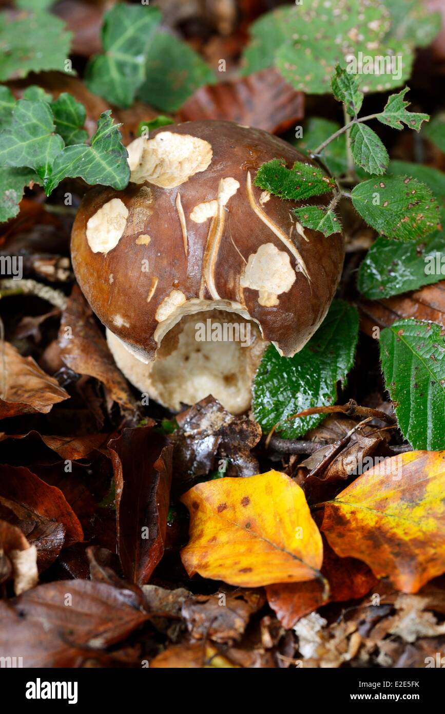France, Haute Saone, Hericourt, forest, Boletus aereus Stock Photo - Alamy