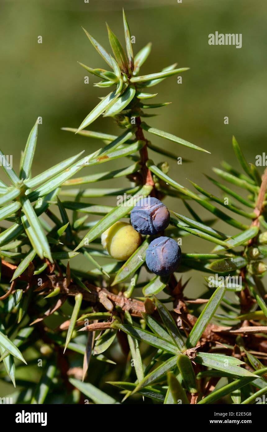 France, Haut Rhin, Hautes Vosges, col du Calvaire, Common juniper ...