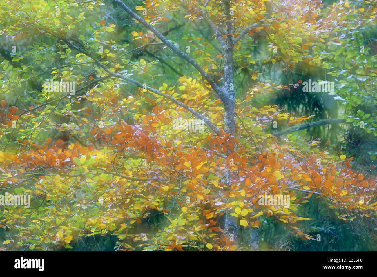 Leaves with autumn colors in forest and double exposure Stock Photo - Alamy
