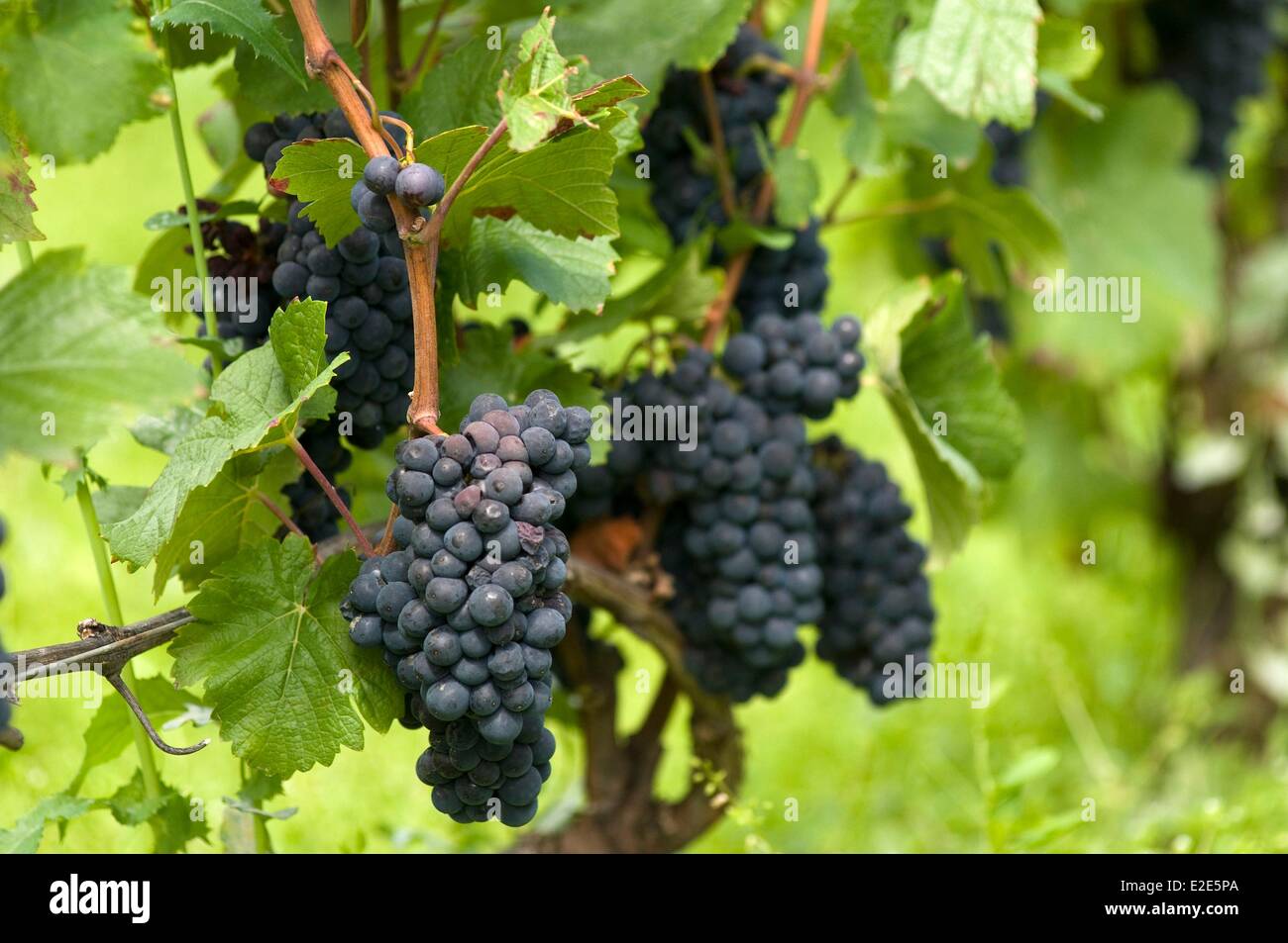 France, Cote d'Or, Pommard, Chateau de Pommard, Cote de Beaune, famous ...
