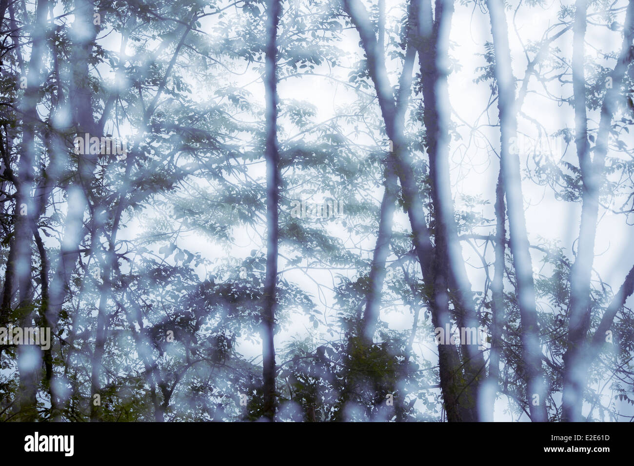 Forest with backlight and double exposure in camera Stock Photo - Alamy