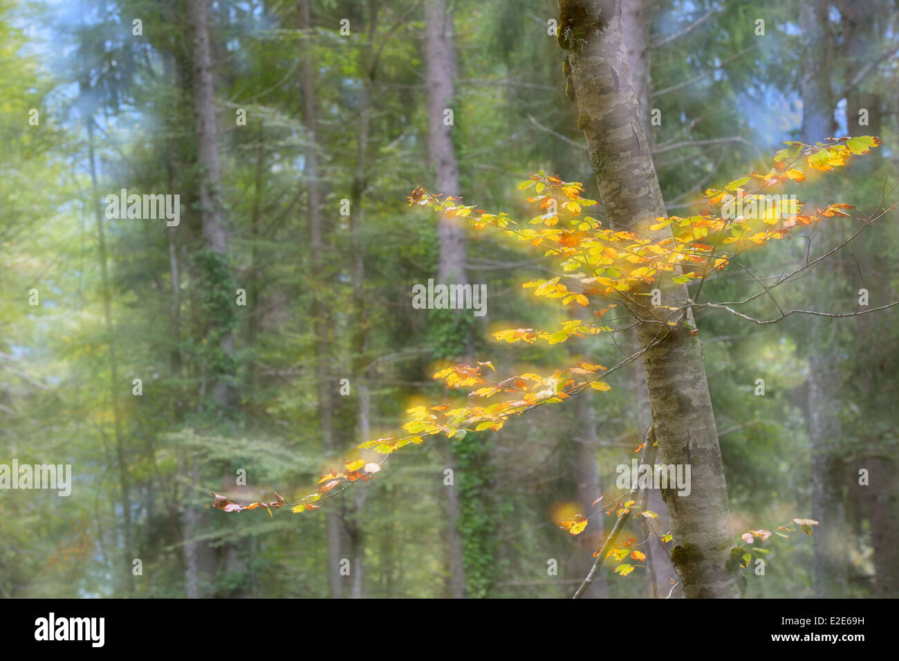 Leaves with autumn colors in forest and double exposure Stock Photo - Alamy