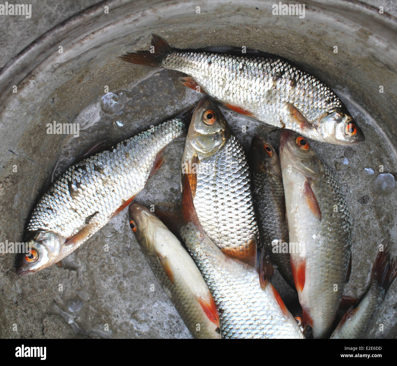 dead fish up close Stock Photo - Alamy