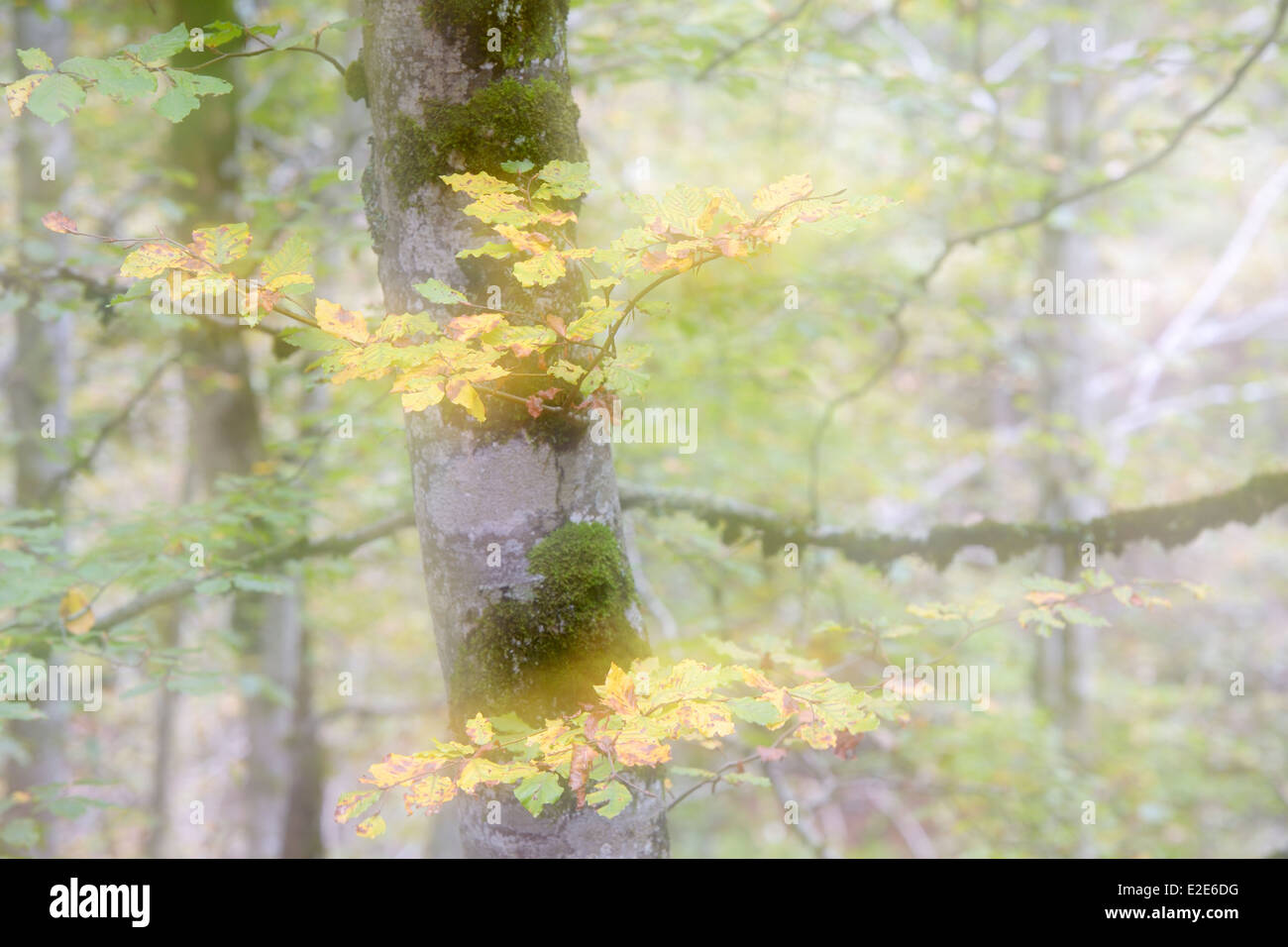 Leaves with autumn colors in forest and double exposure Stock Photo - Alamy