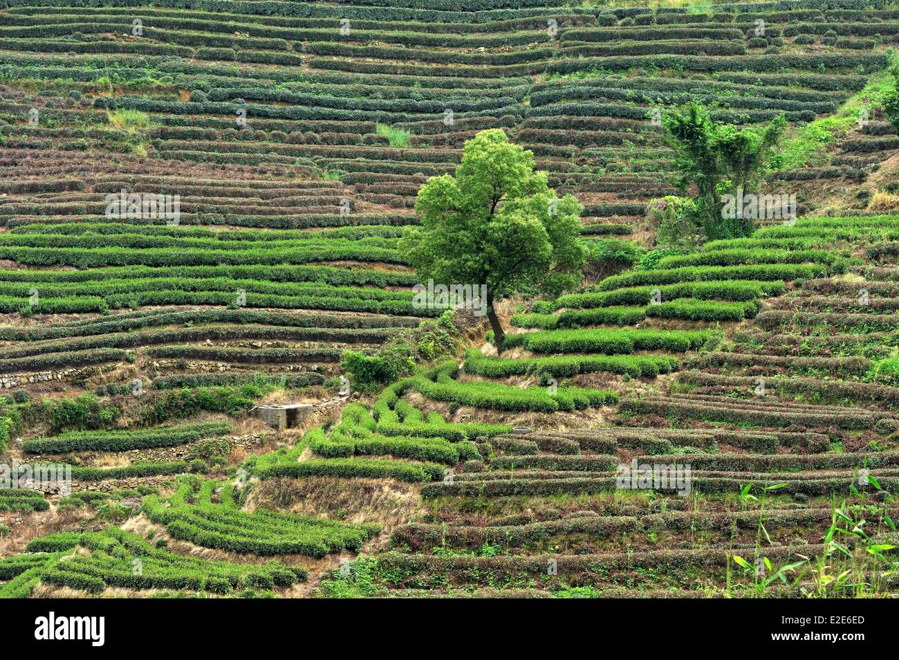 China, Zhejiang province, Longjing, plantation of the famous tea ...