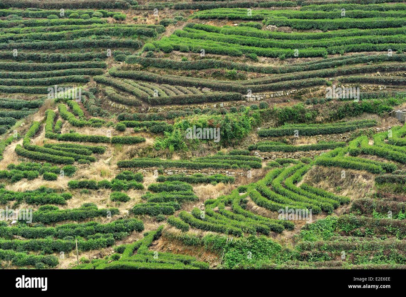 China, Zhejiang province, Longjing, plantation of the famous tea ...
