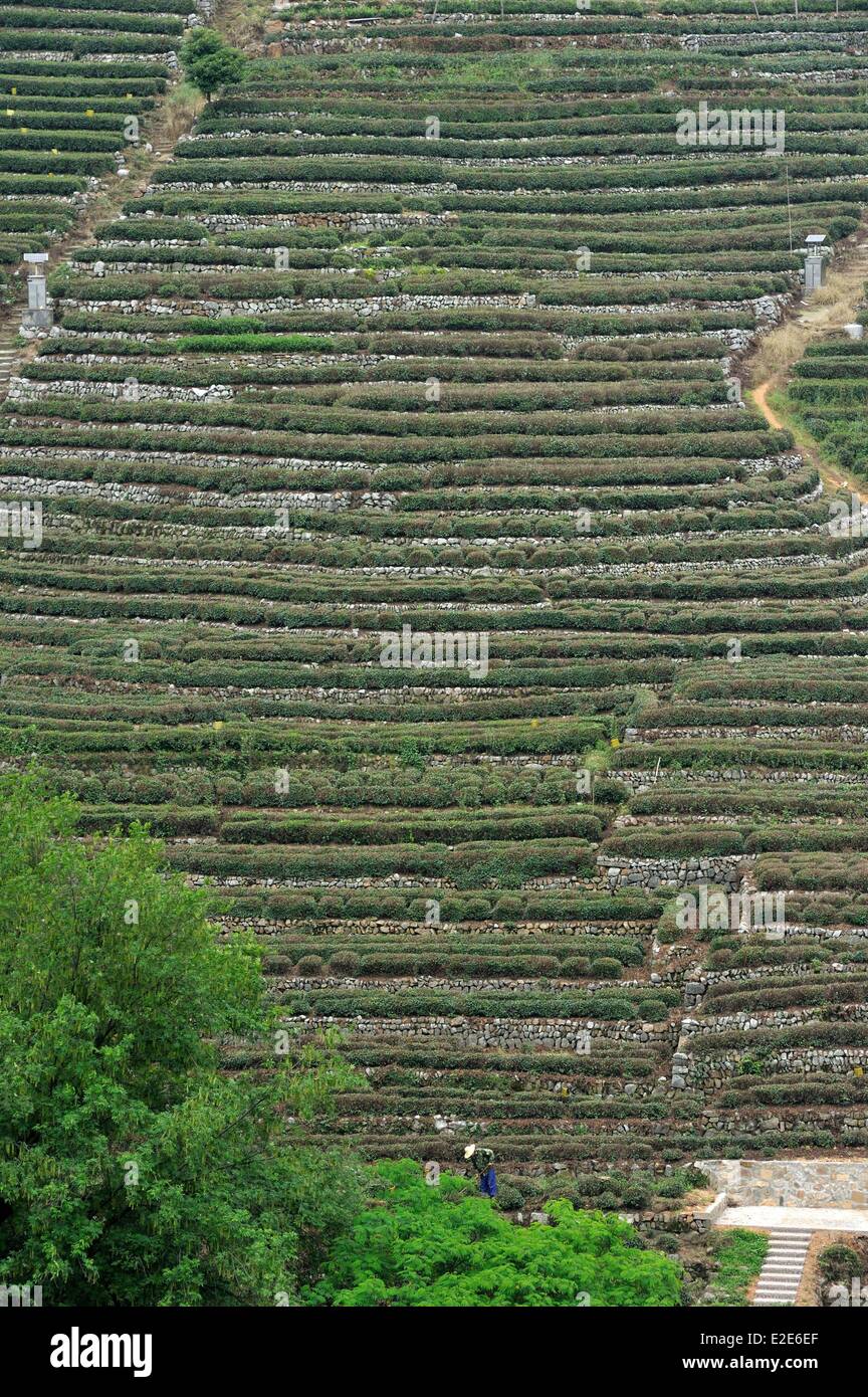 China, Zhejiang province, Longjing, plantation of the famous tea ...
