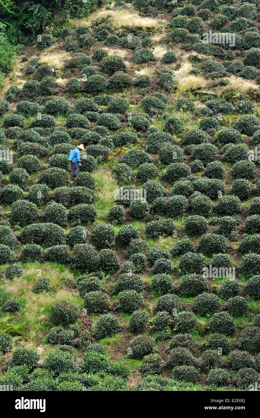 China, Zhejiang province, Longjing, plantation of the famous tea ...