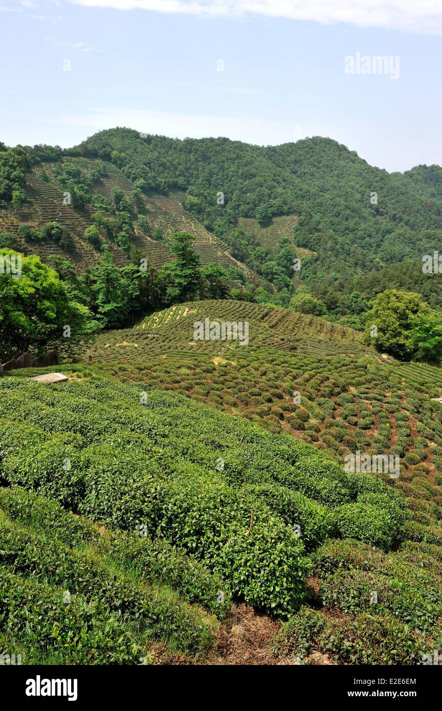 Longjing cha hi-res stock photography and images - Alamy