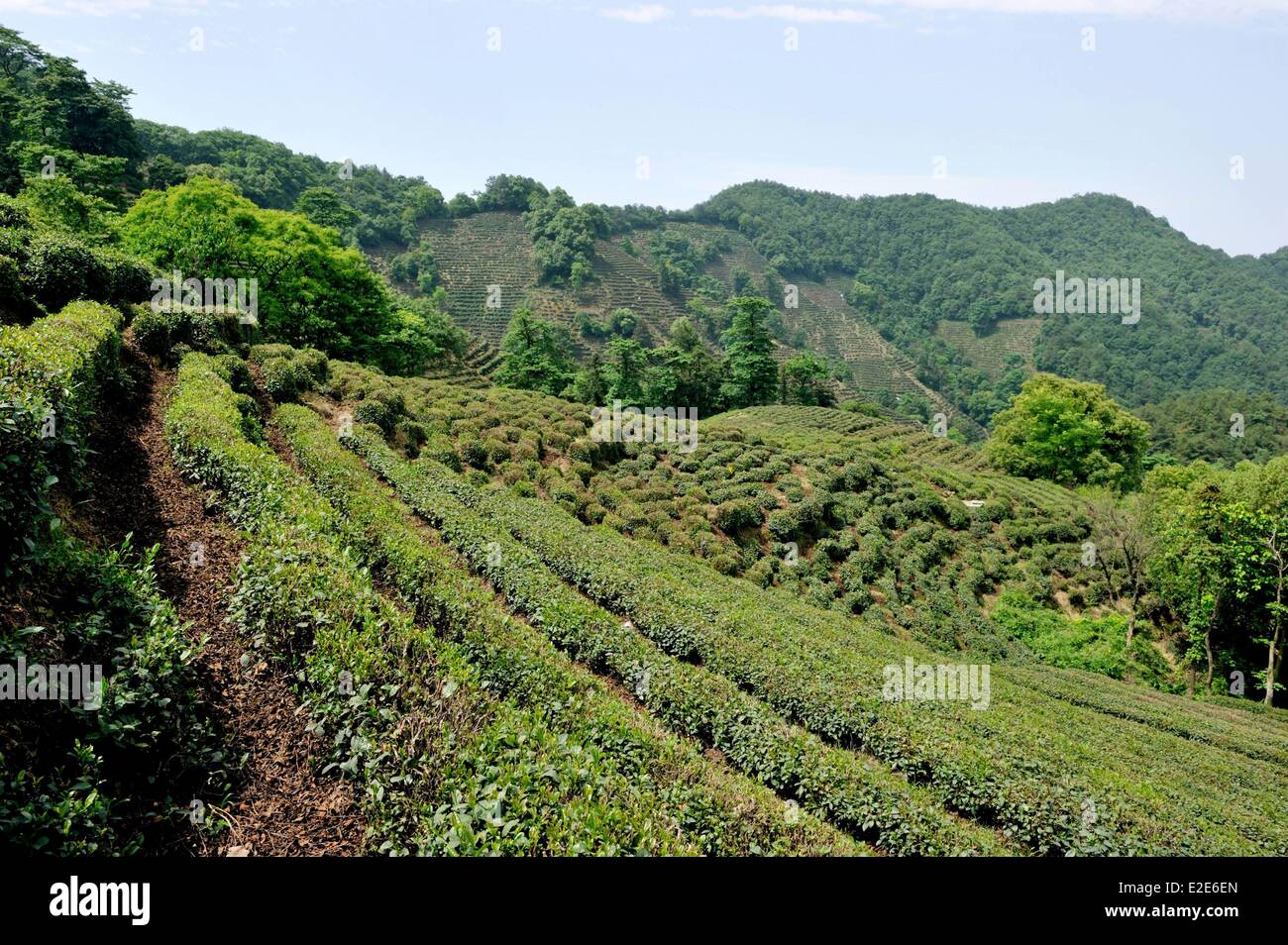 Longjing cha hi-res stock photography and images - Alamy