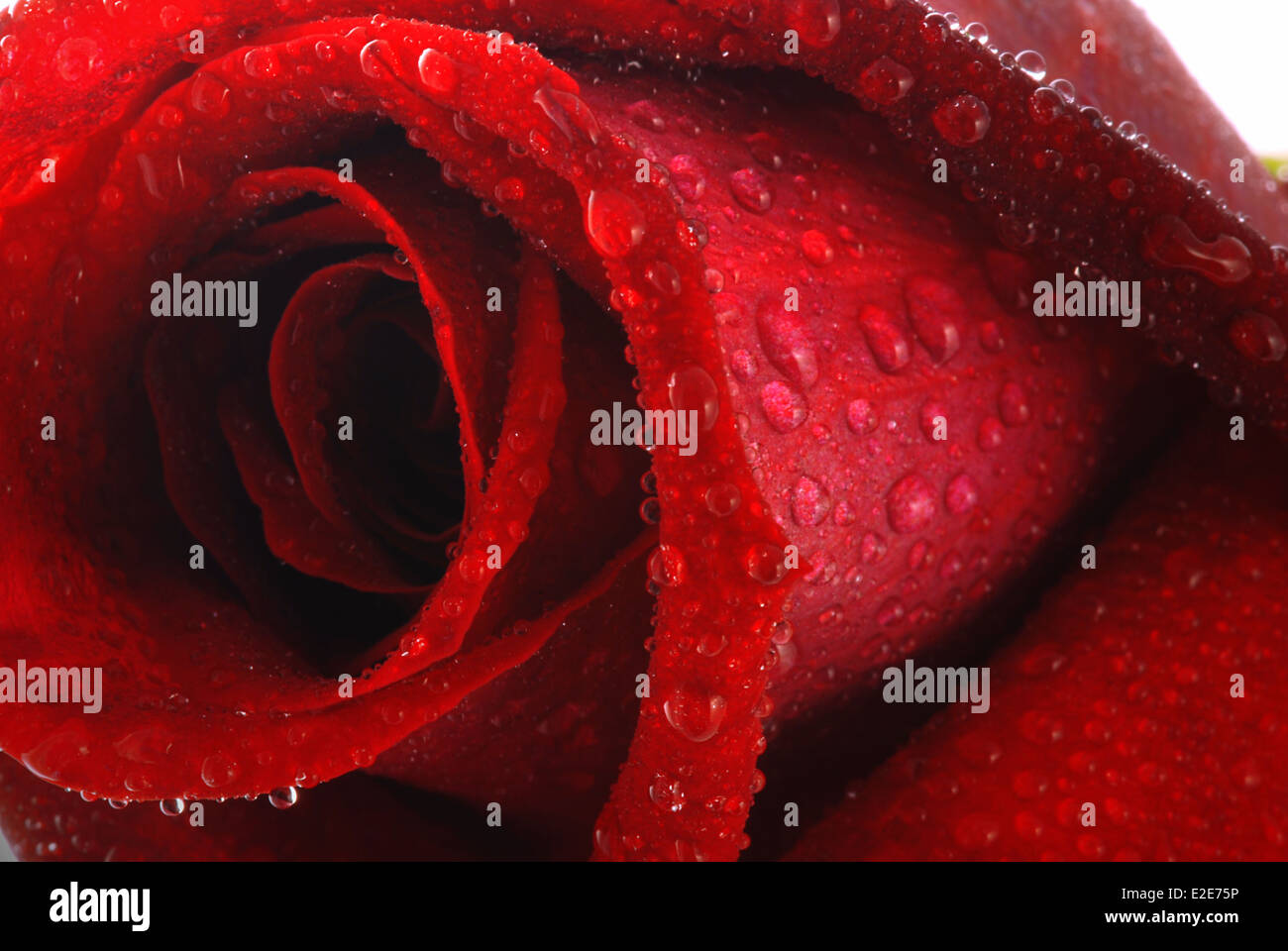 Beautiful red rose with drops of dew Stock Photo - Alamy