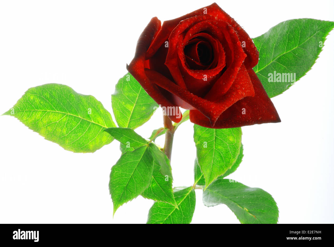 Beautiful red rose with leaves isolated on white Stock Photo - Alamy