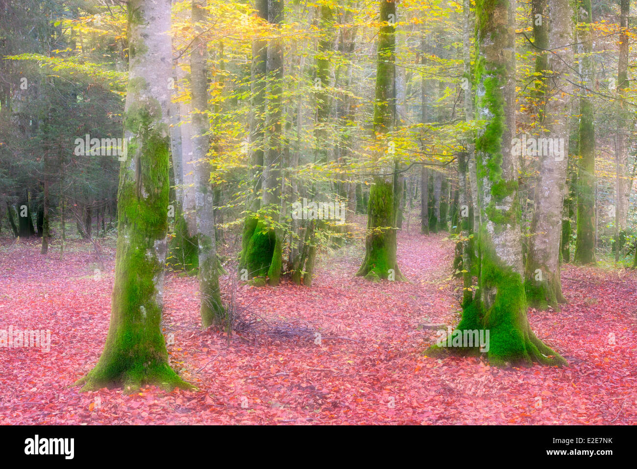 Double exposure tree hi-res stock photography and images - Alamy