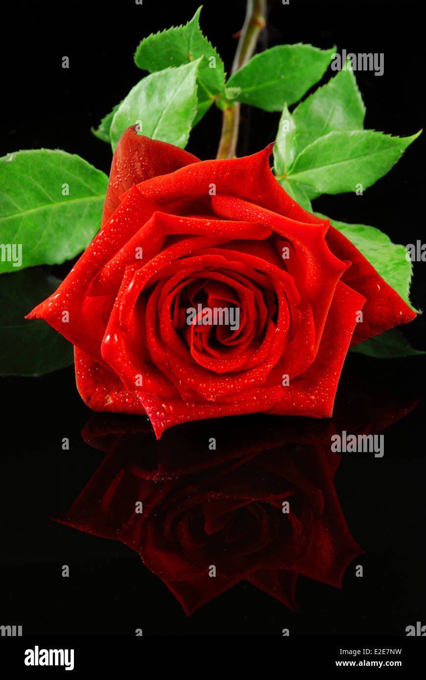 Beautiful red rose isolated on reflective black background Stock Photo ...