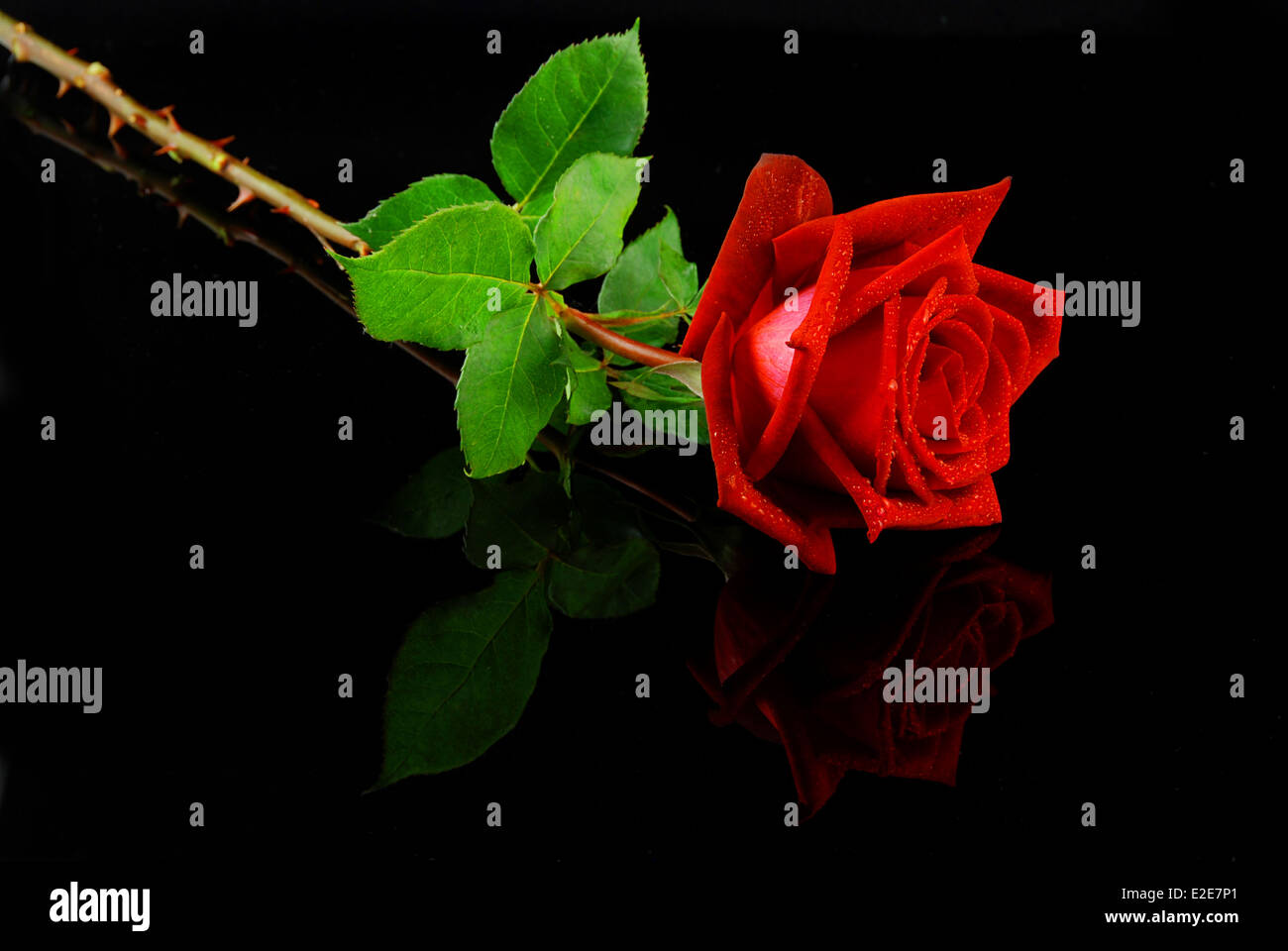Beautiful red rose isolated on reflective black background Stock Photo ...