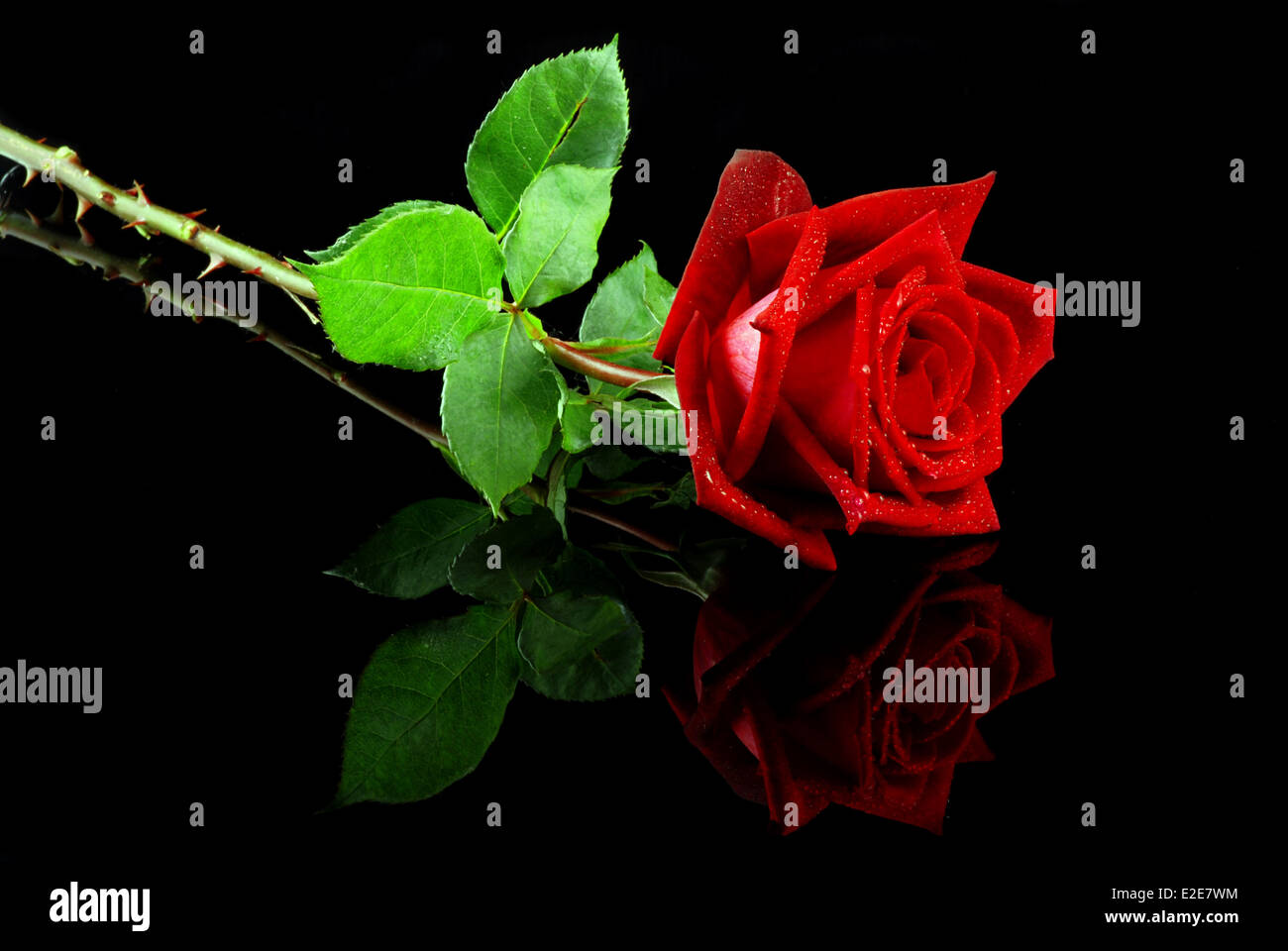 Beautiful red rose isolated on reflective black background Stock Photo ...
