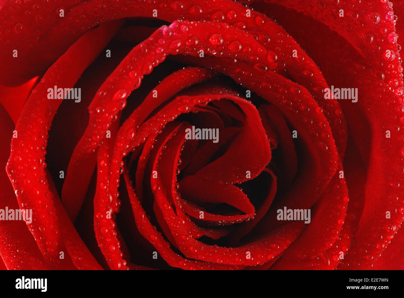 Beautiful red rose background with drops of dew Stock Photo - Alamy