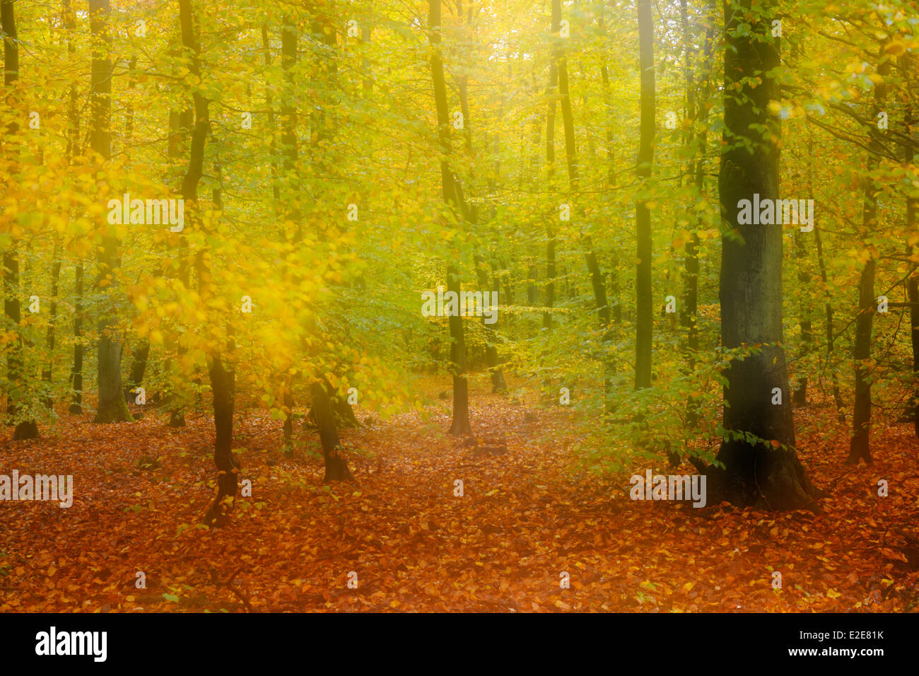 Forest with autumn colors and double exposure Stock Photo - Alamy