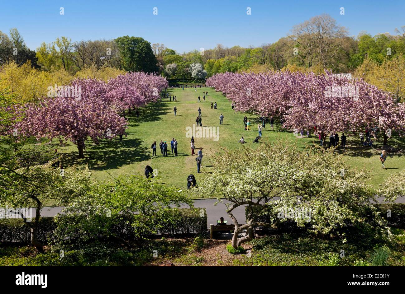 United States, New York, Brooklyn, the Botanical Garden, Cherry Blossom ...