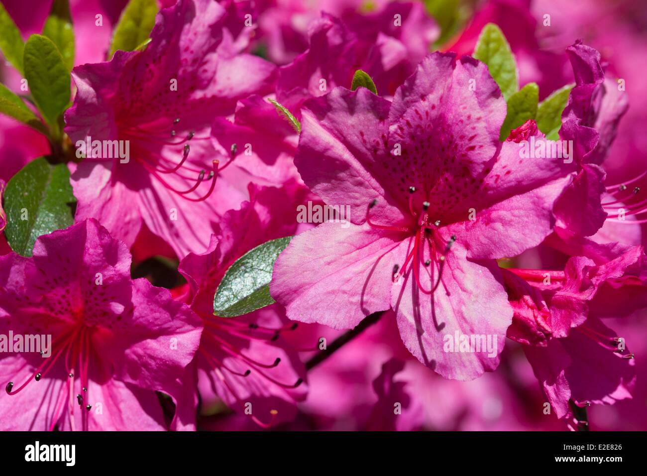 United States, New York, Brooklyn Botanic Park, spring flowering of the ...