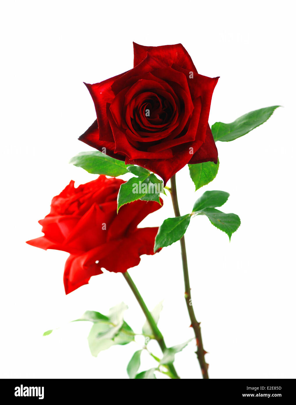 Beautiful red rose with leaves isolated on white Stock Photo - Alamy