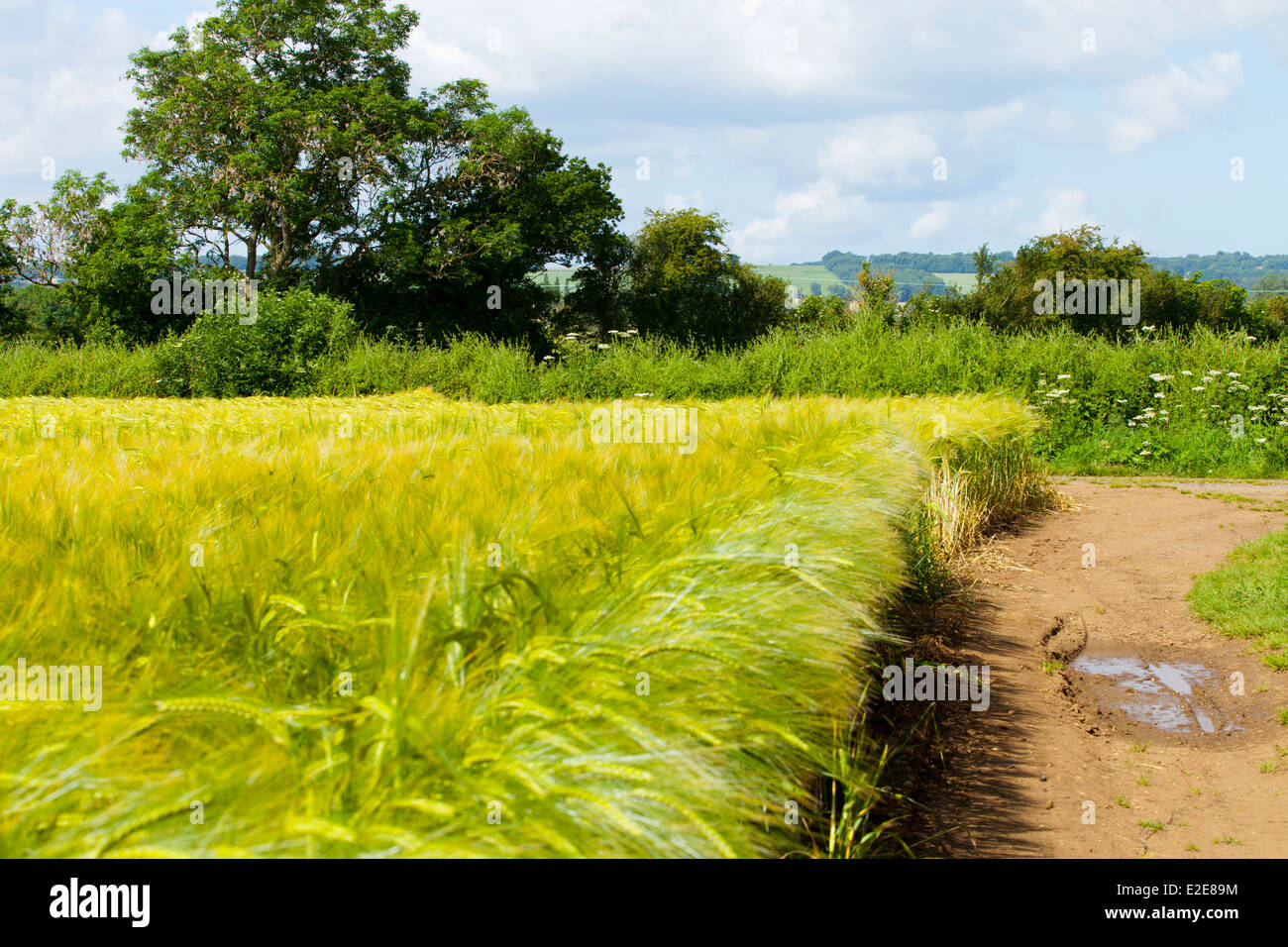 Muddy path on the edge of barley fields Stock Photo - Alamy