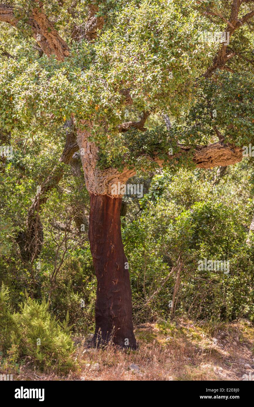 France, Pyrenees Orientales, Argeles sur Mer, cork oak after demasclage ...